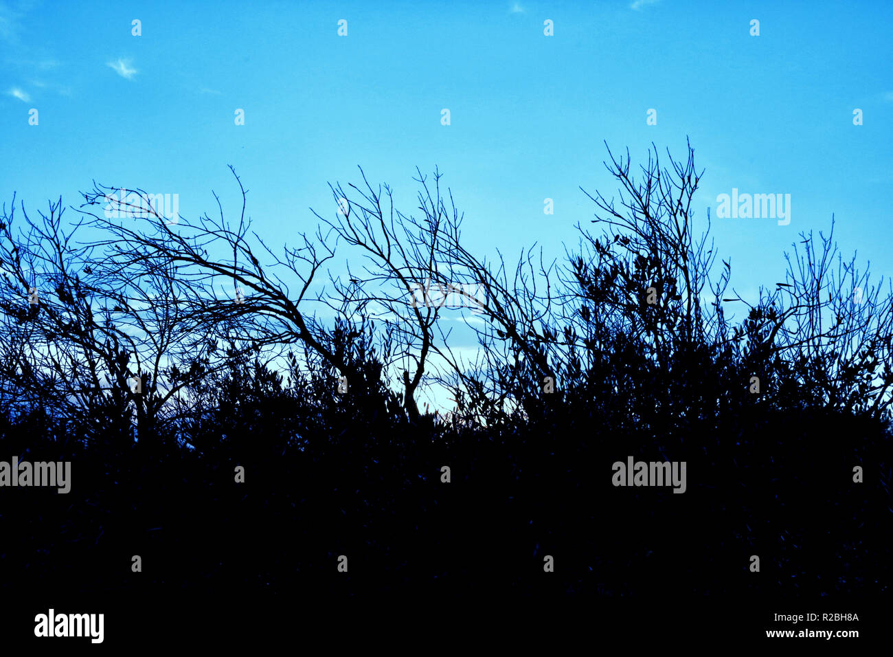 big Dead tree branch against blue sky with clouds Stock Photo - Alamy