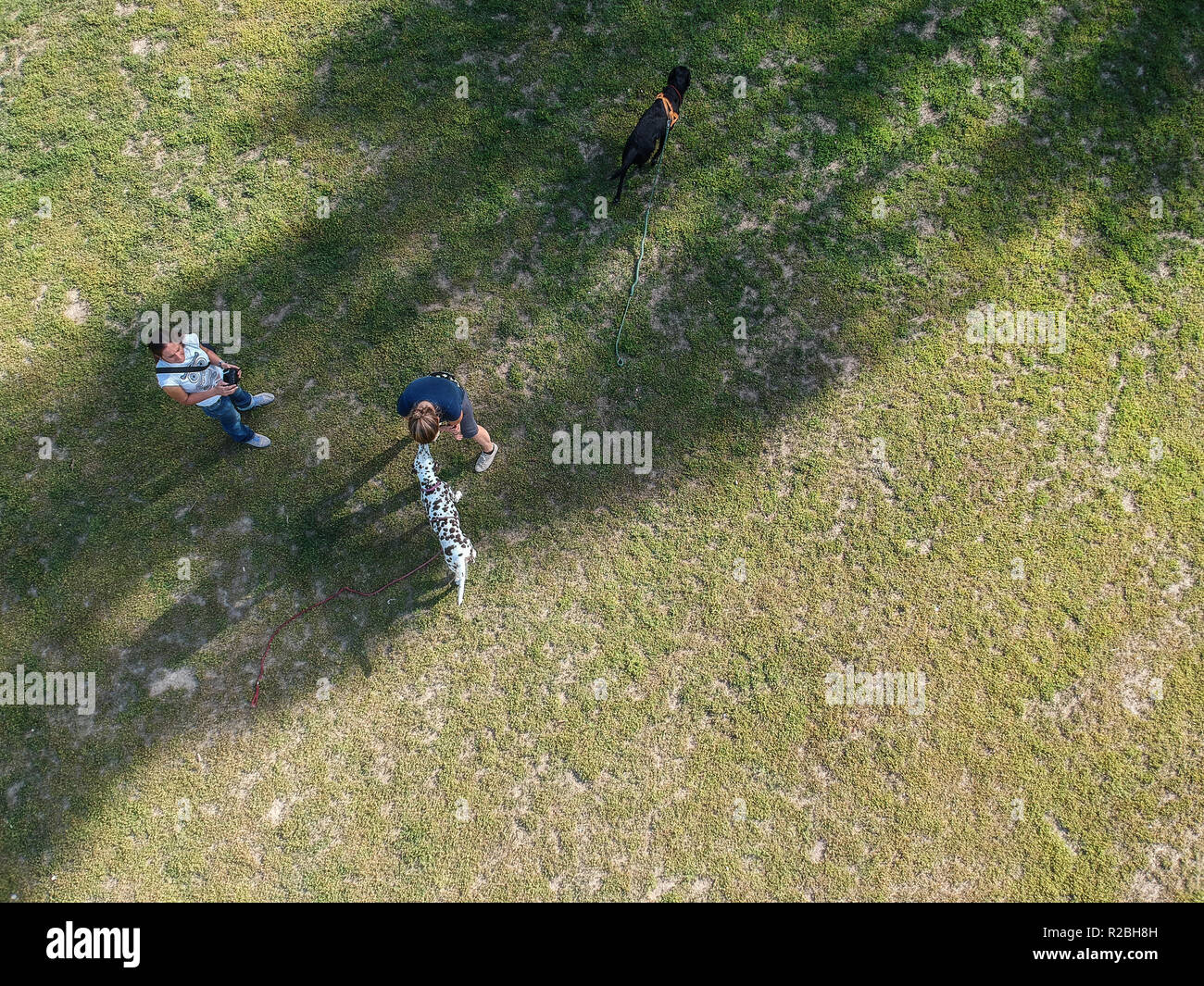 Aerial dog hi-res stock photography and images - Alamy