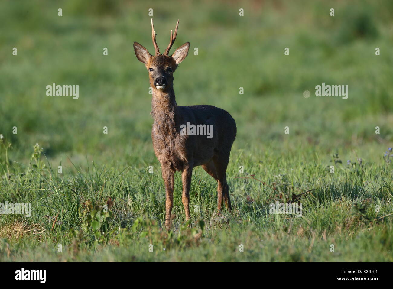 Roe deer hi-res stock photography and images - Alamy