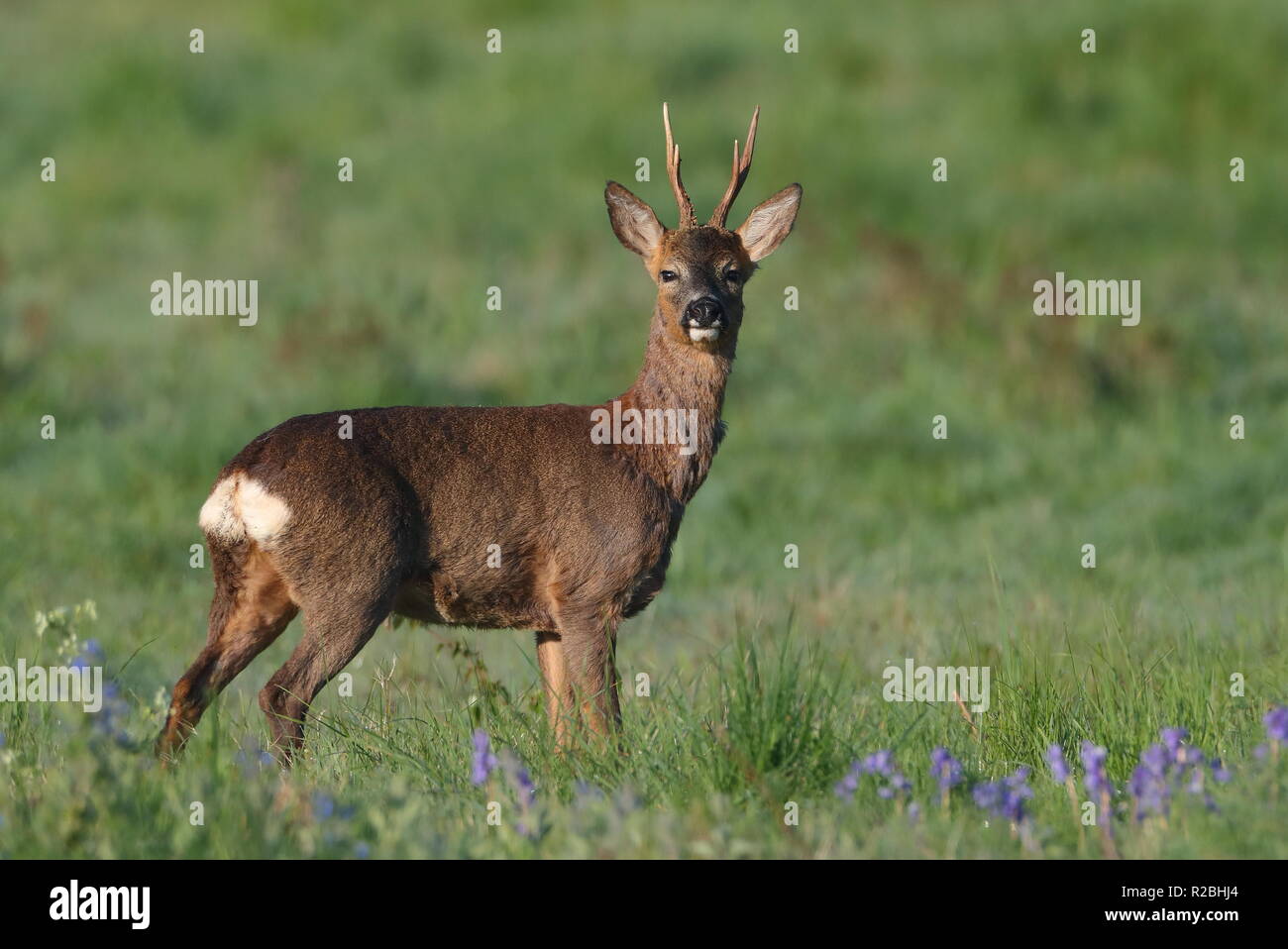 Roe deer european hi-res stock photography and images - Alamy