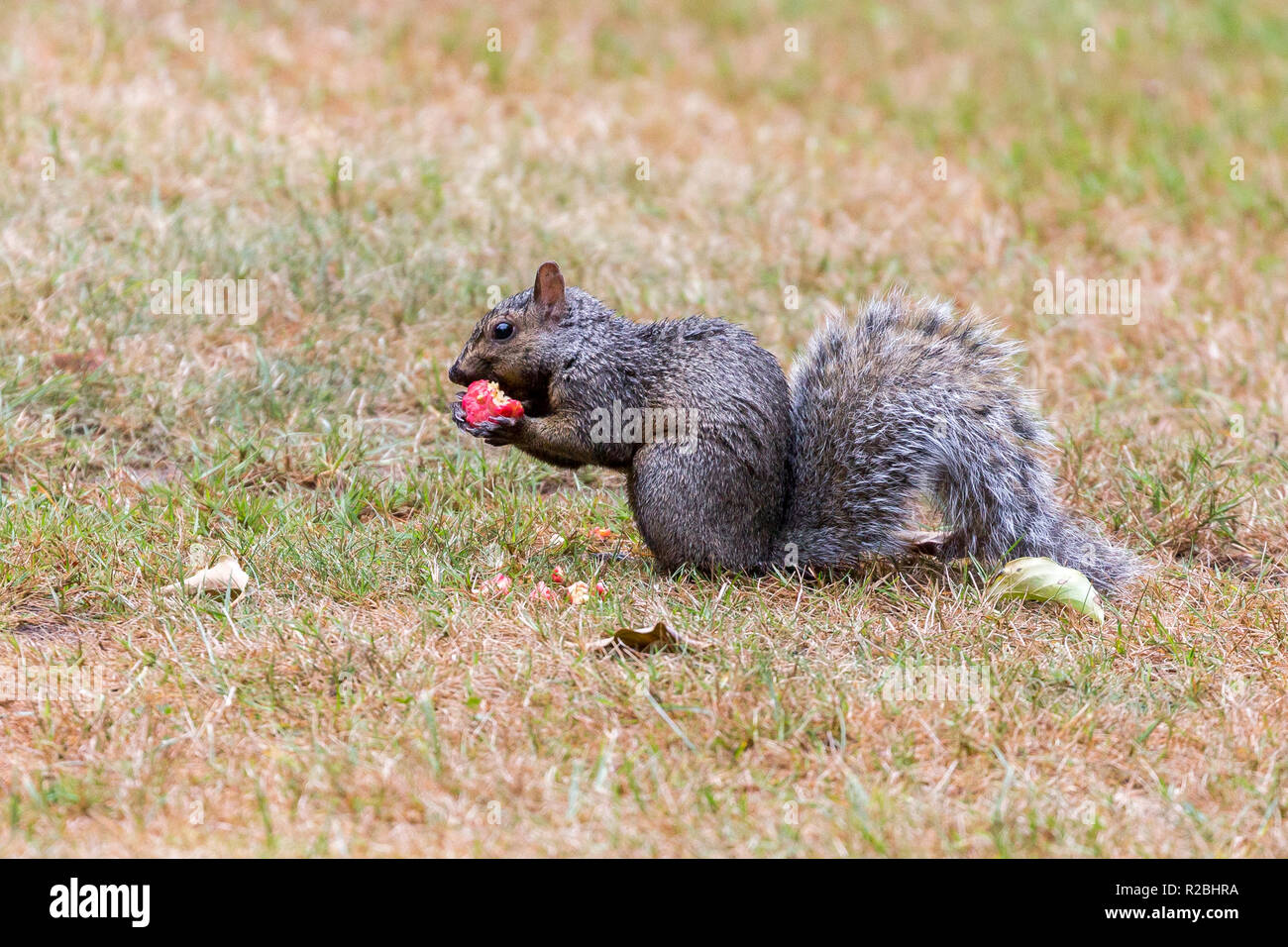 A dark phase Eastern grey squirrel eating on the ground in Stanley Park ...