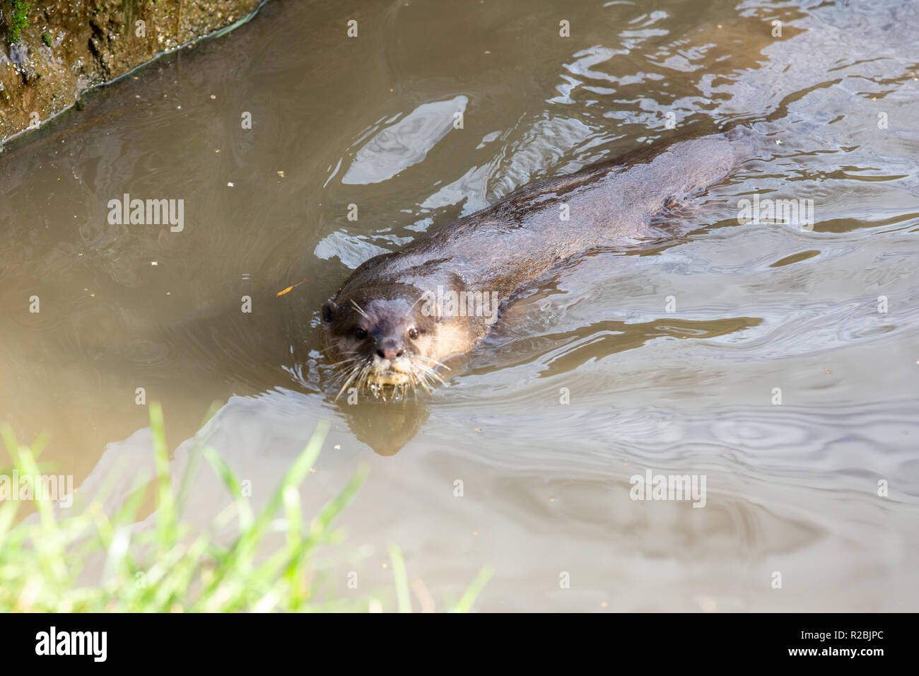 Otters head hi-res stock photography and images - Alamy