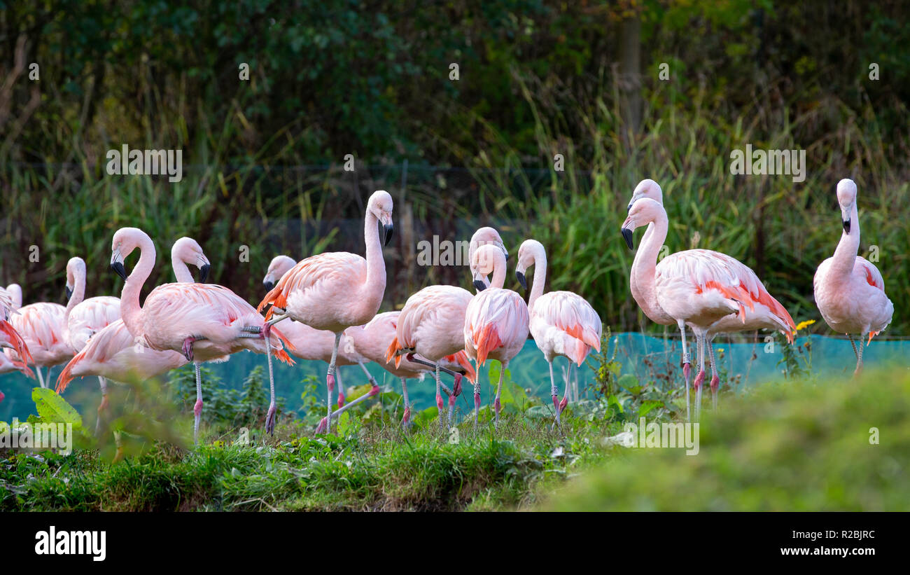 Flock (flamboyance, regiment, colony) of flamingos at WWT Washington ...