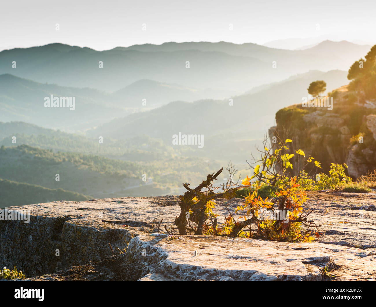 Bush on the background of a mountain landscape, Tarragona, Catalunya ...