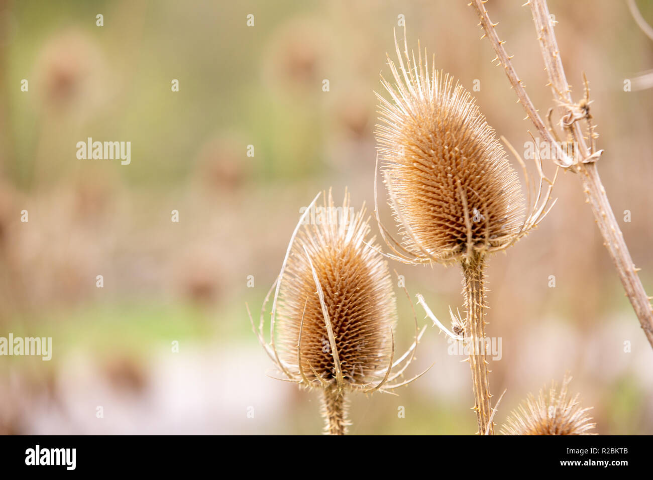 Branches with seeds hi-res stock photography and images - Alamy