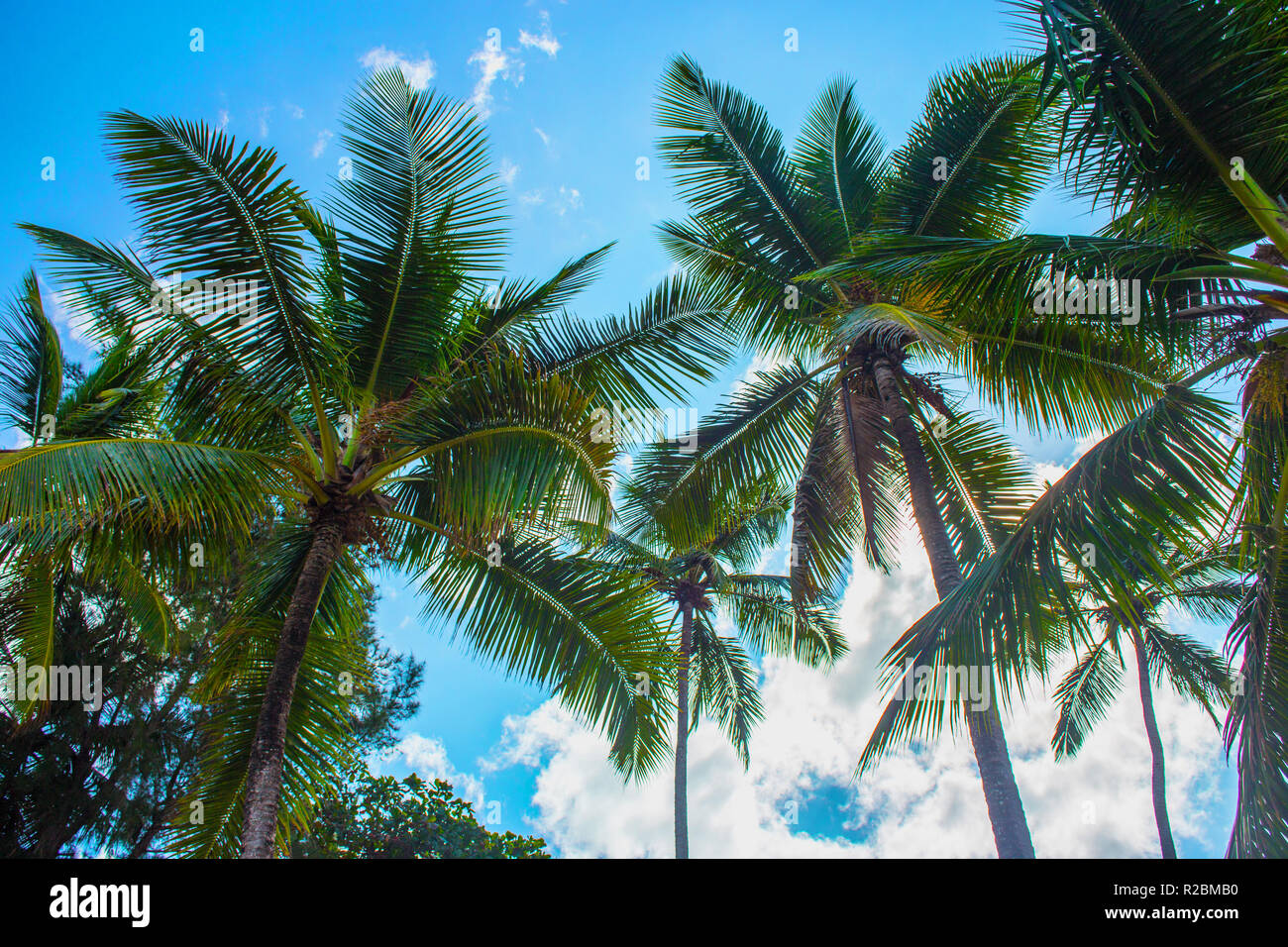 Bottom view palm branches hi-res stock photography and images - Alamy