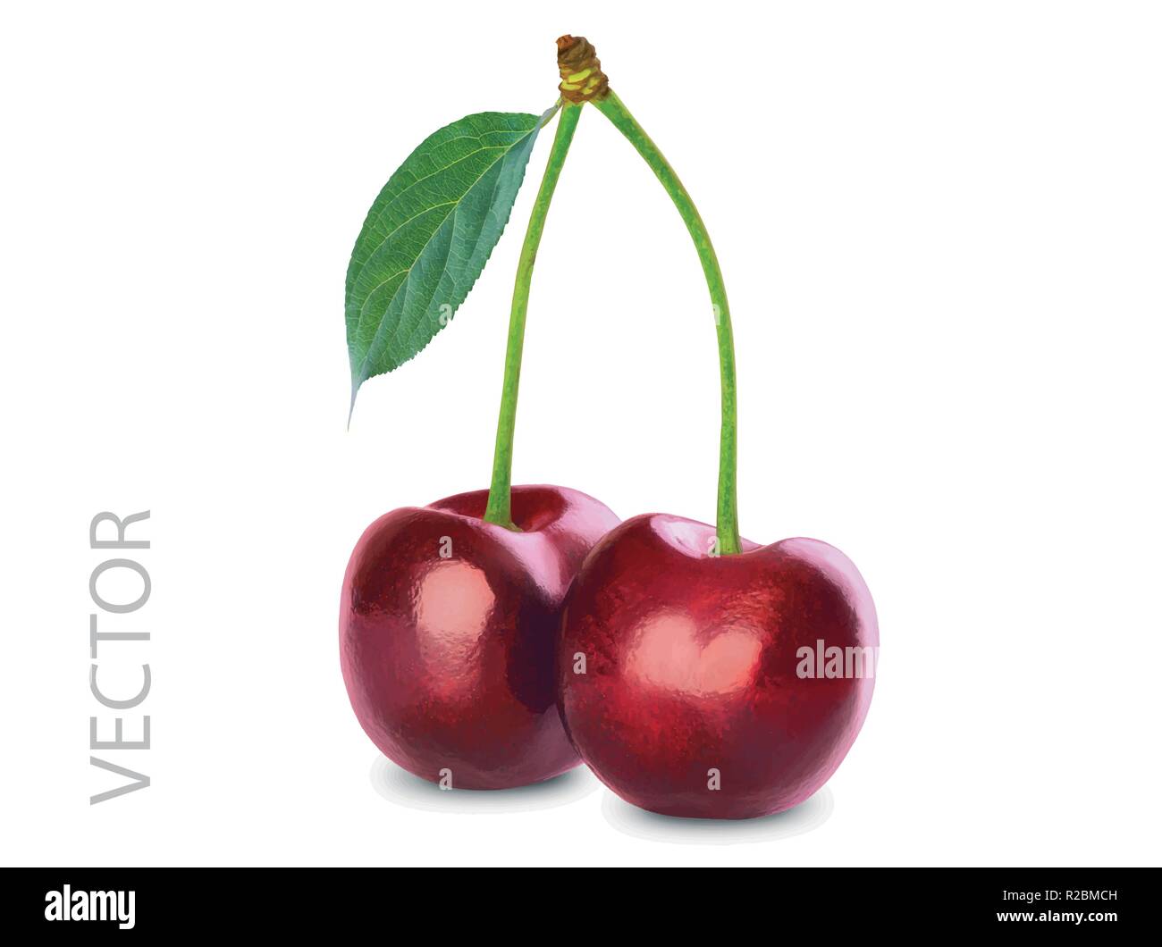 Vector illustration of two cherries and a leaf isolated on white ...