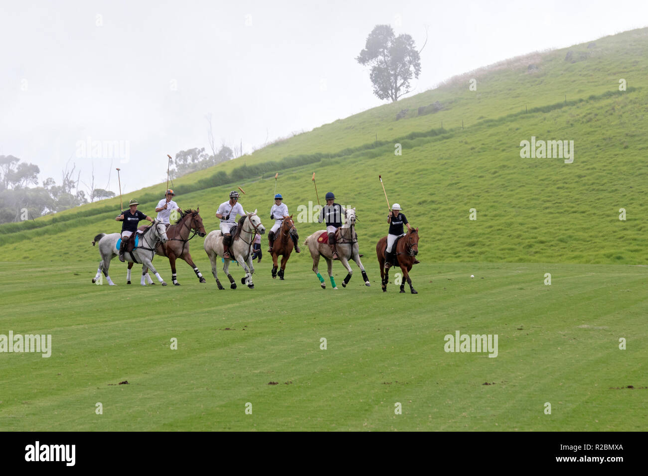 Polo pony horses hi-res stock photography and images - Alamy