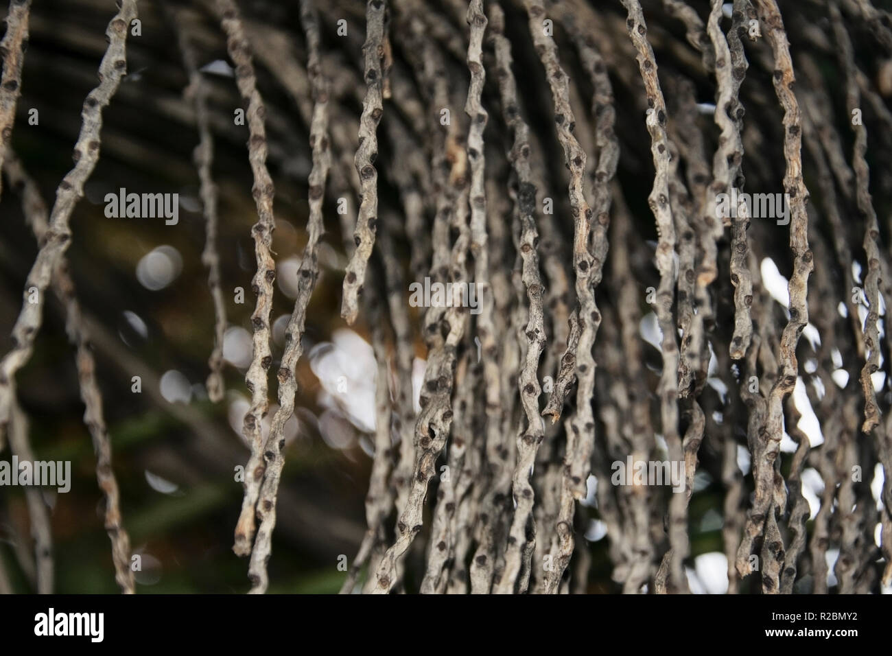 Natural background from palm tree branches contrast texture Stock Photo ...