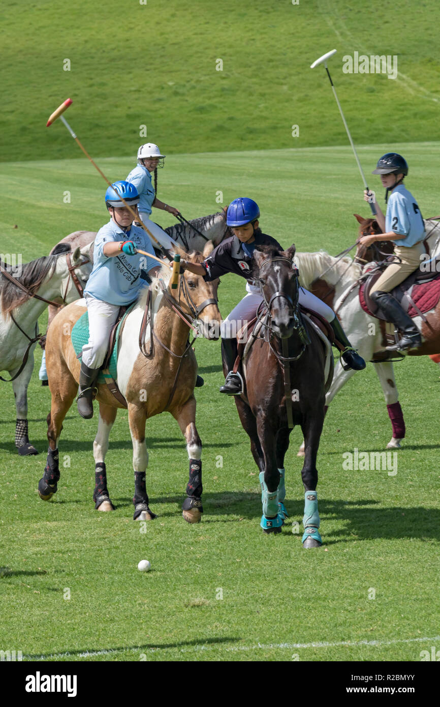 Polo horses diversity hi-res stock photography and images - Alamy