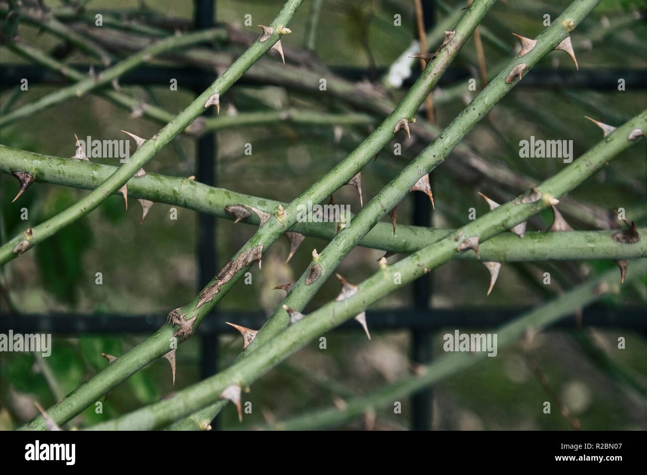 A lot of branches with thorns hi-res stock photography and images - Alamy