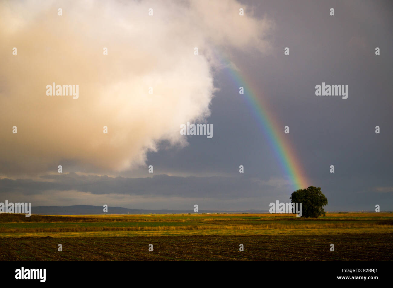 Tree with rainbow background hi-res stock photography and images - Alamy
