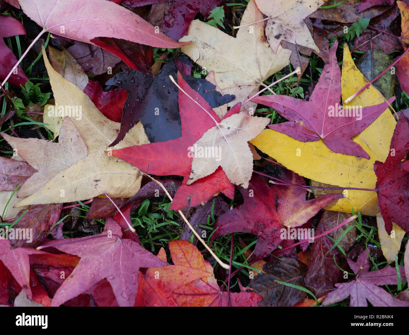 Fallen autumn leaves providing seasonal colours in November in gardens ...
