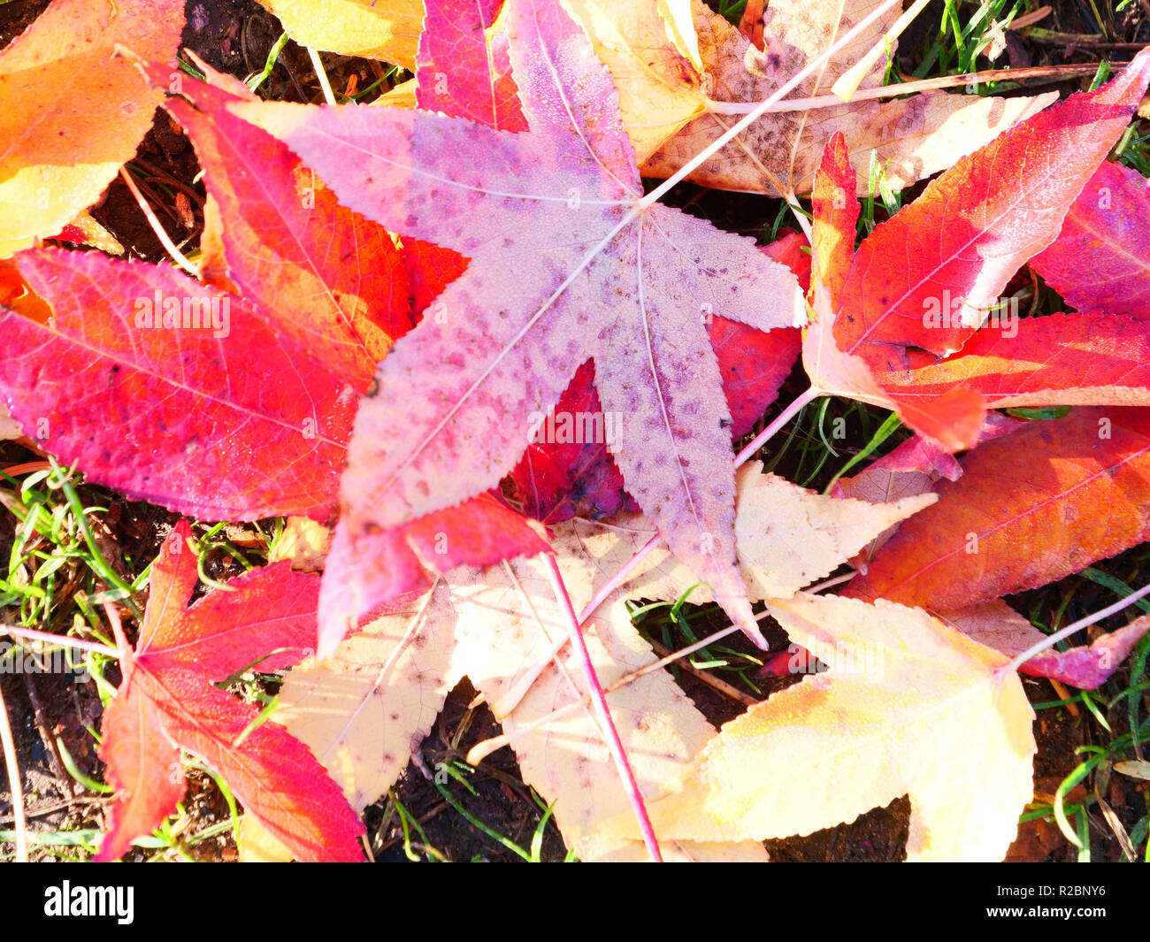 Fallen autumn leaves providing seasonal colours in November in gardens ...