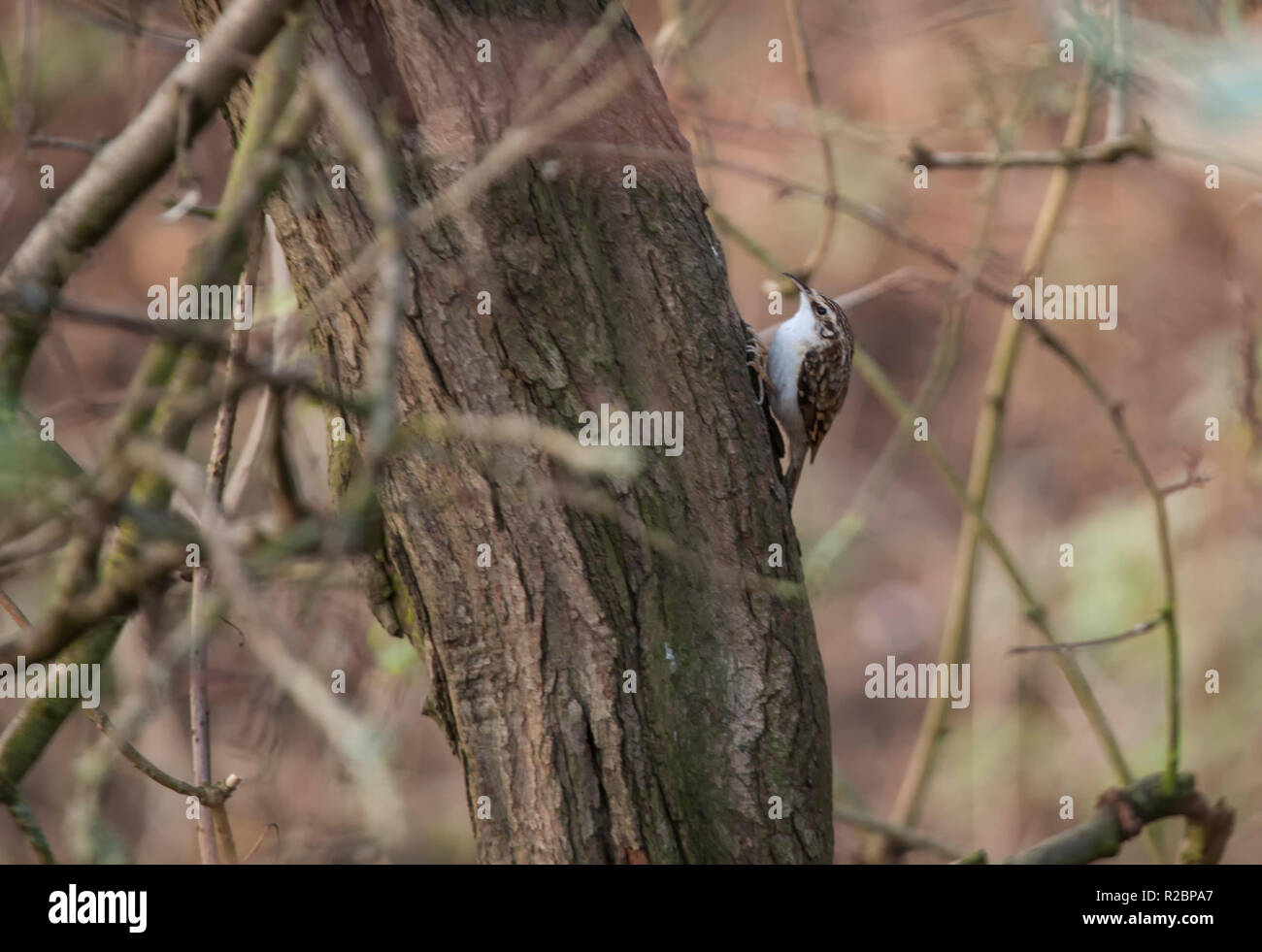 Treecreeper bird in British woodland during Autumn Stock Photo - Alamy