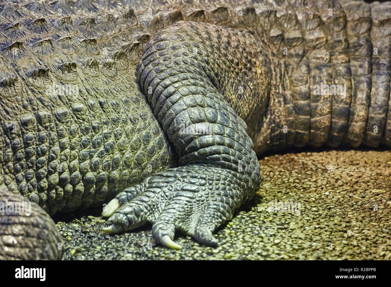 Crocodil hi-res stock photography and images - Alamy