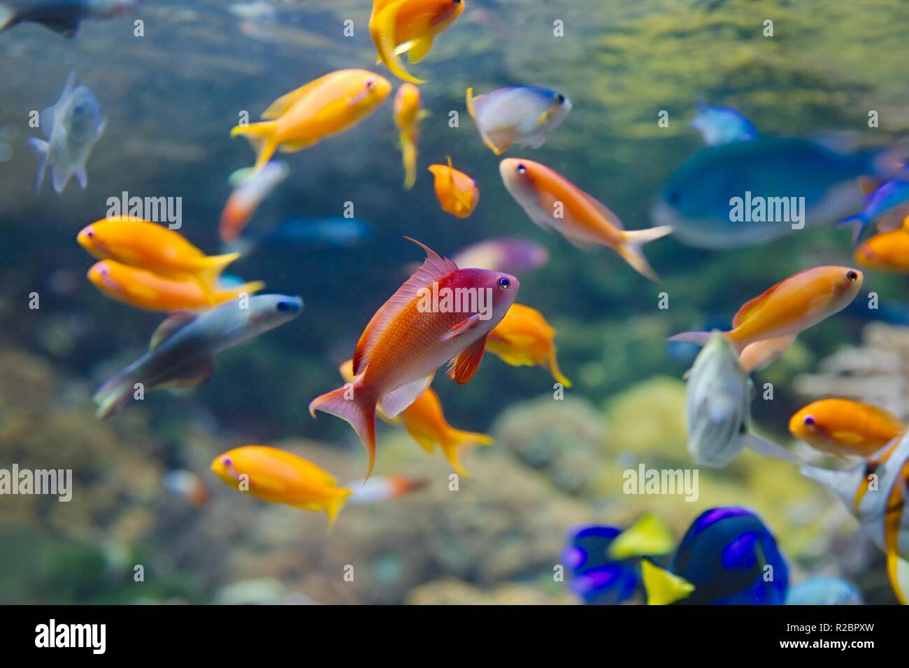 Bright Yellow Fish Stock Photo - Alamy