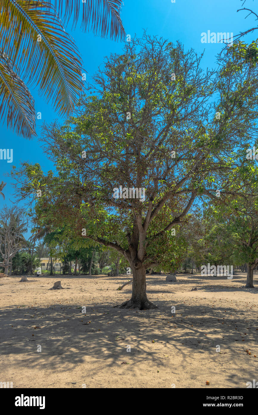 Full view of a mango tree, mangifera, in Mussulo island, Angola Stock ...