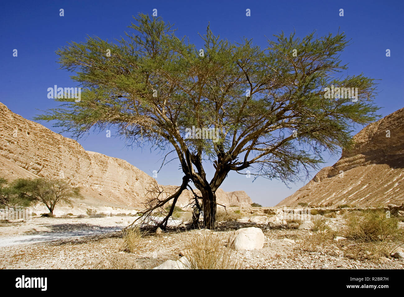 Acacia tree in the Judean Desert Stock Photo - Alamy