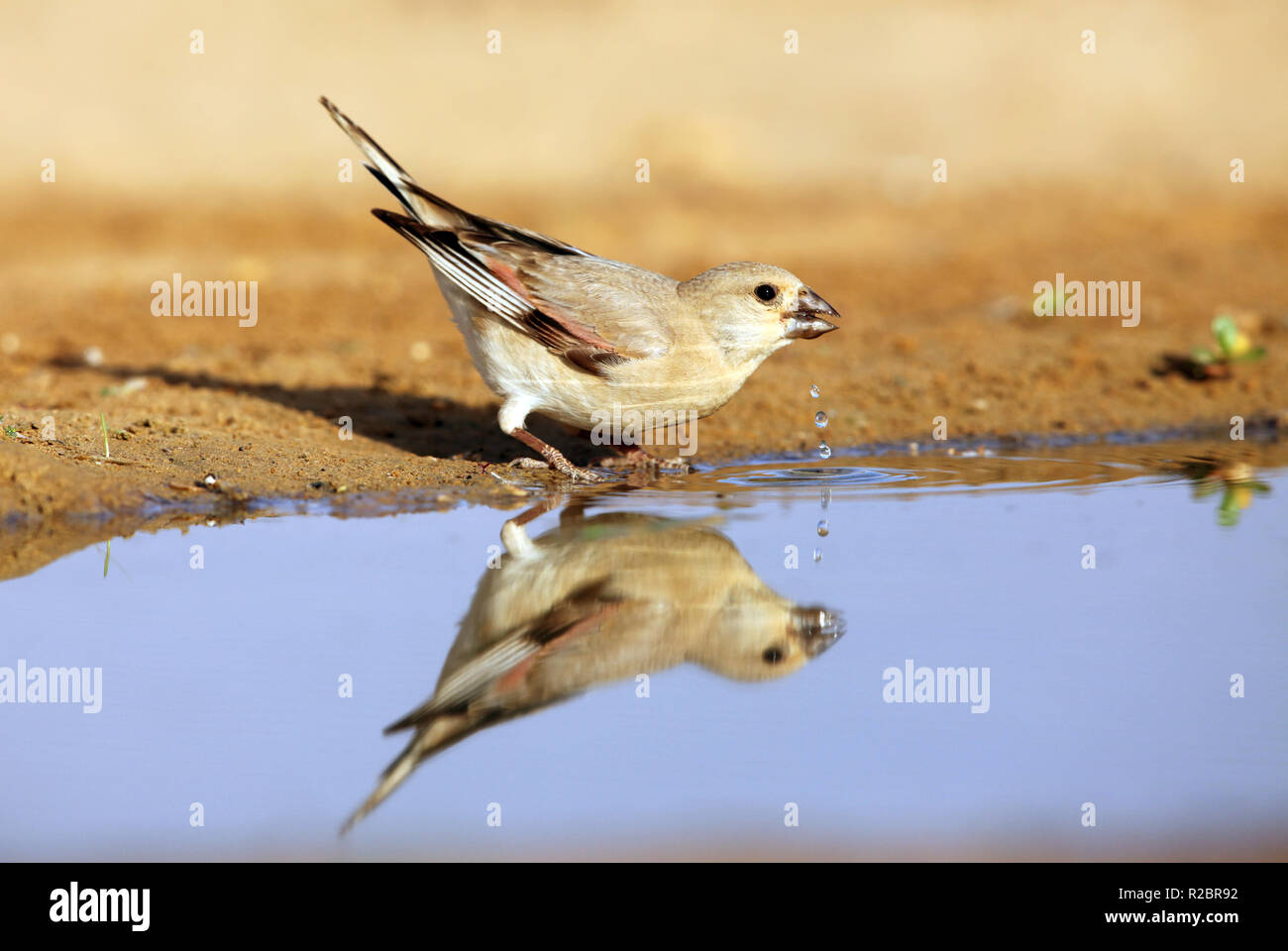 Desert finch drinking water Stock Photo - Alamy