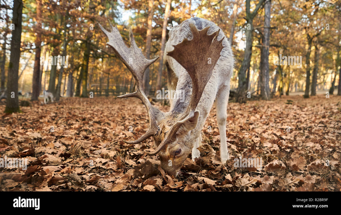 grazing deer in forest Stock Photo - Alamy