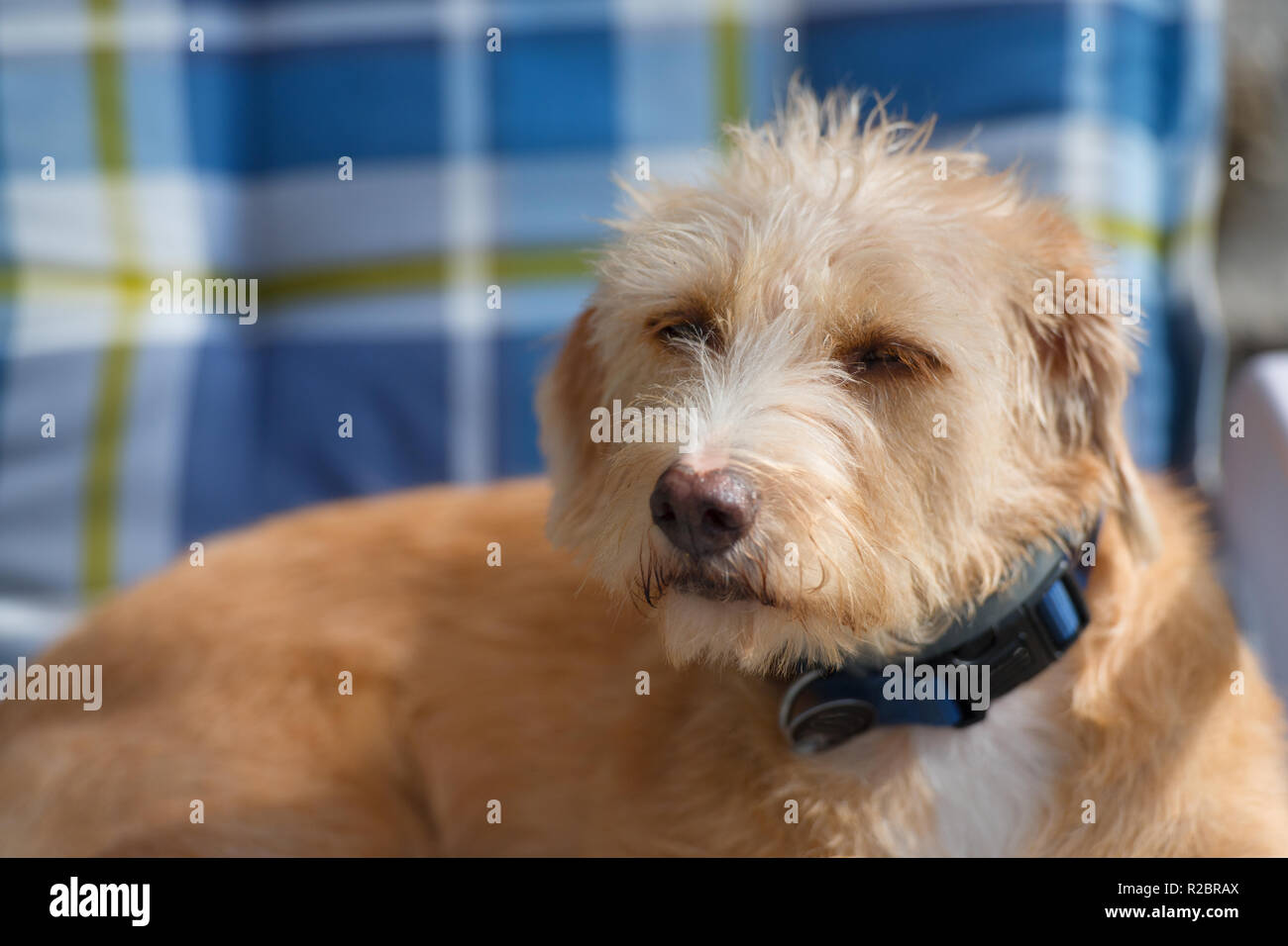 Portrait in blue chair outdoor little cross breed dog against stone ...