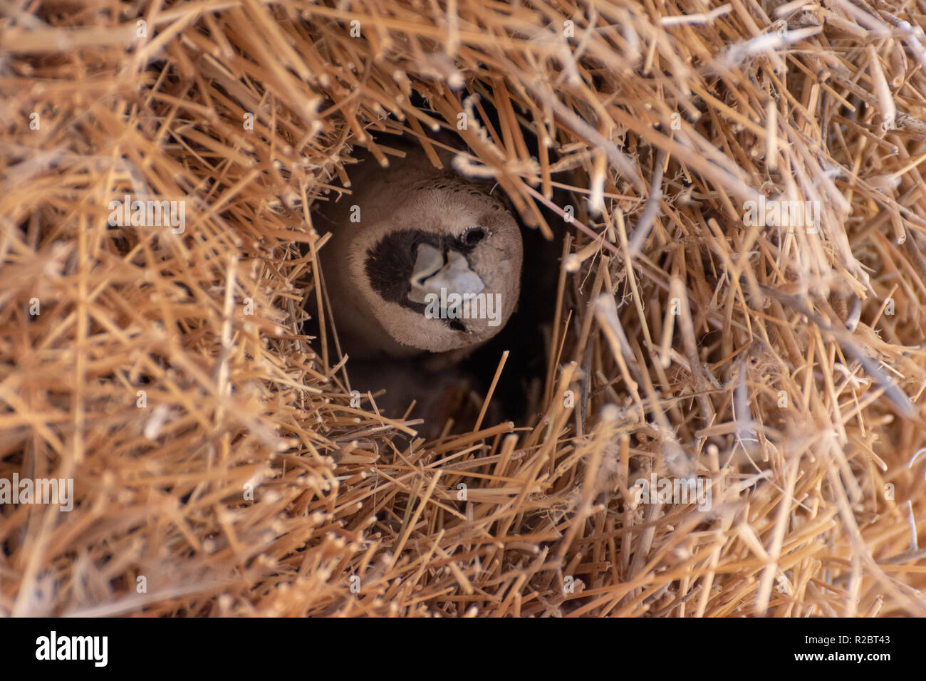 Common social weaver in nest looking out only showing head surrounded ...