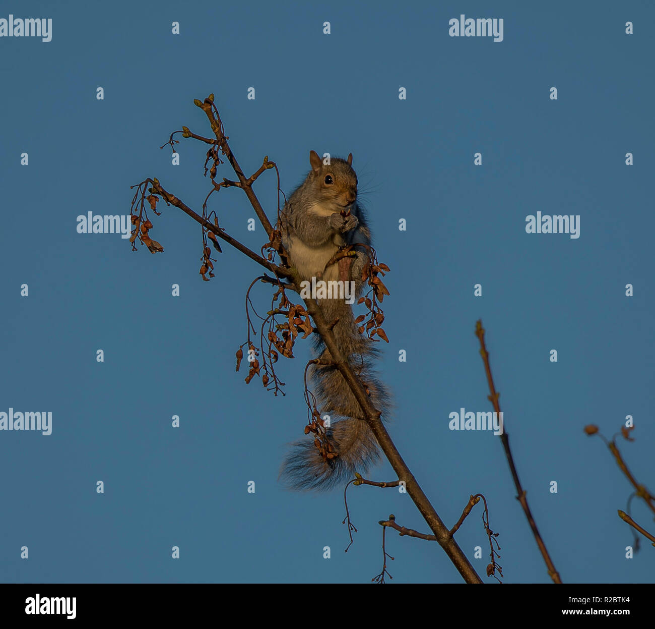 Field grey squirrel uk farm hi-res stock photography and images - Alamy