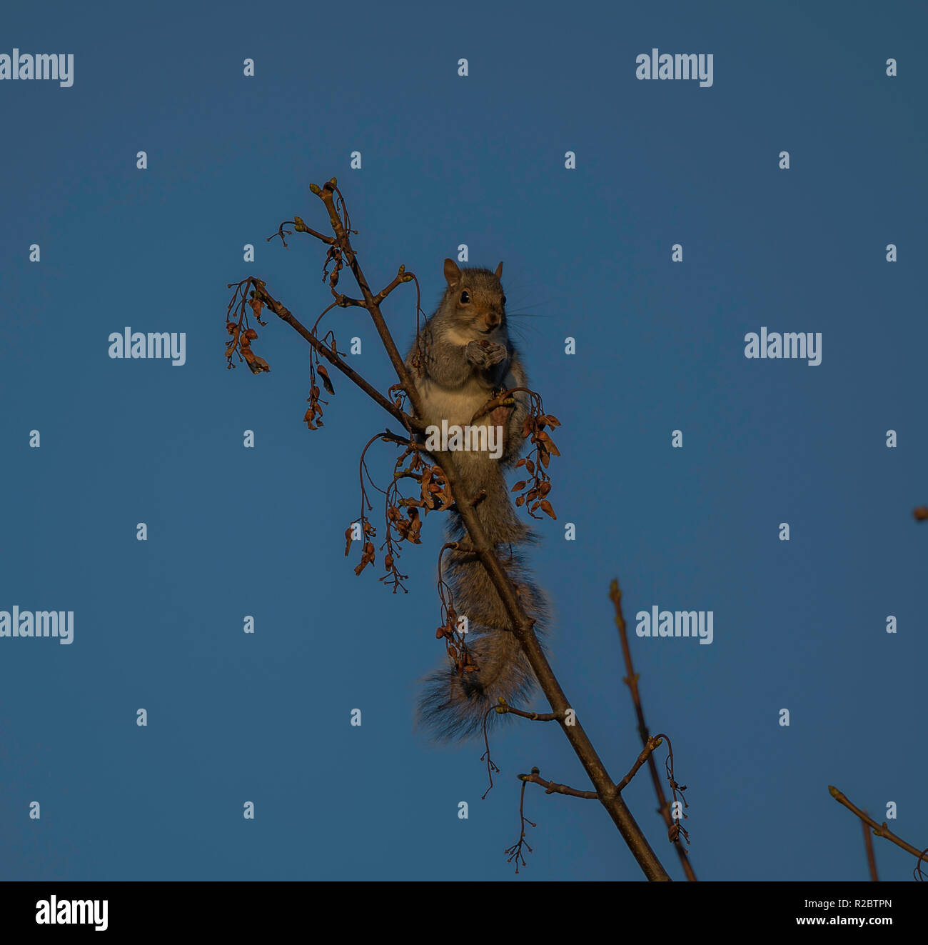 Field grey squirrel uk farm hi-res stock photography and images - Alamy