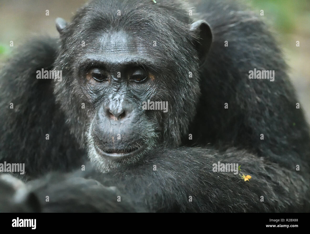 Common chimpanzee hi-res stock photography and images - Alamy