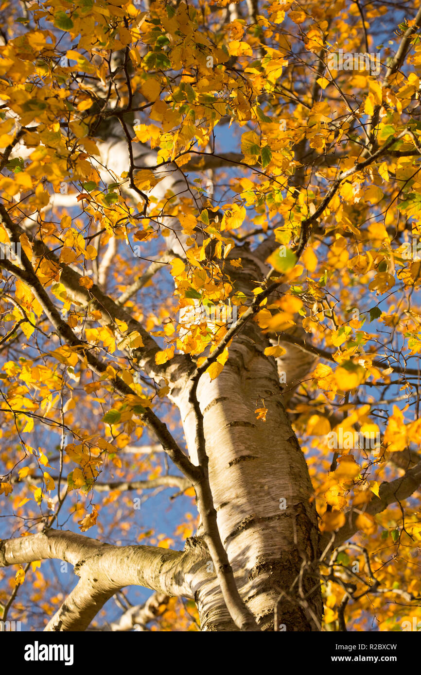 A Silver Birch tree, Betula pendula, in afternoon sunlight in November ...