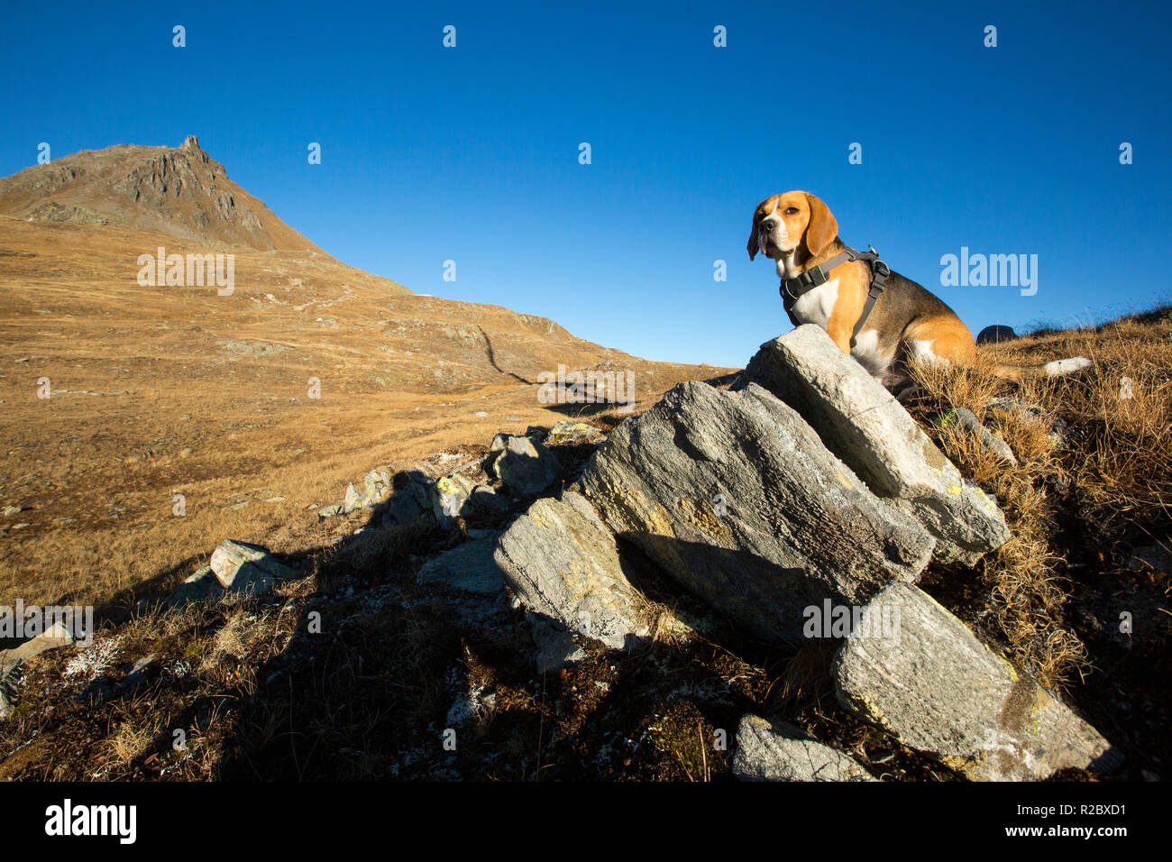 Beagle on a rock Stock Photo - Alamy