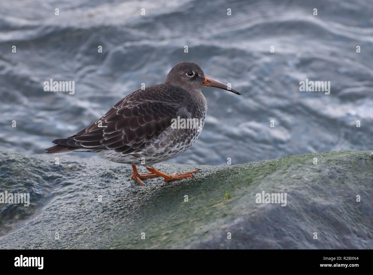 Purple sandpiper uk winter hi-res stock photography and images - Alamy