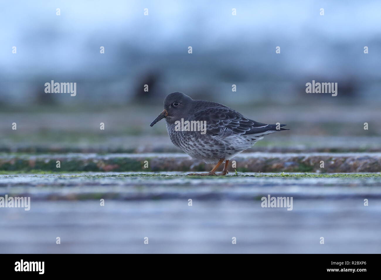 Purple sandpiper uk winter hi-res stock photography and images - Alamy