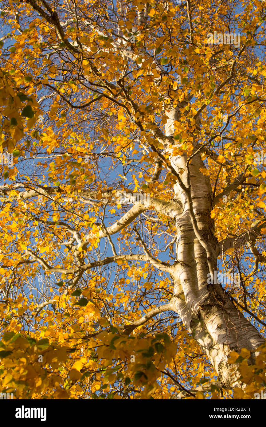 A Silver Birch tree, Betula pendula, in afternoon sunlight in November ...