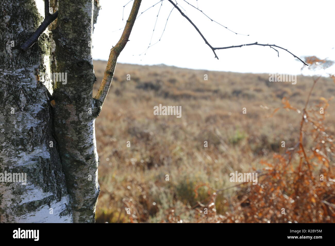 Silver shadow birch hi-res stock photography and images - Alamy