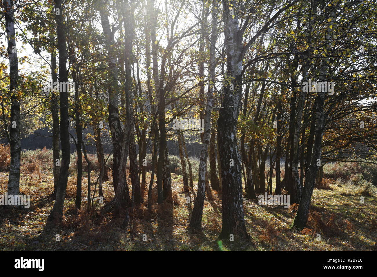 Thin tree hi-res stock photography and images - Alamy