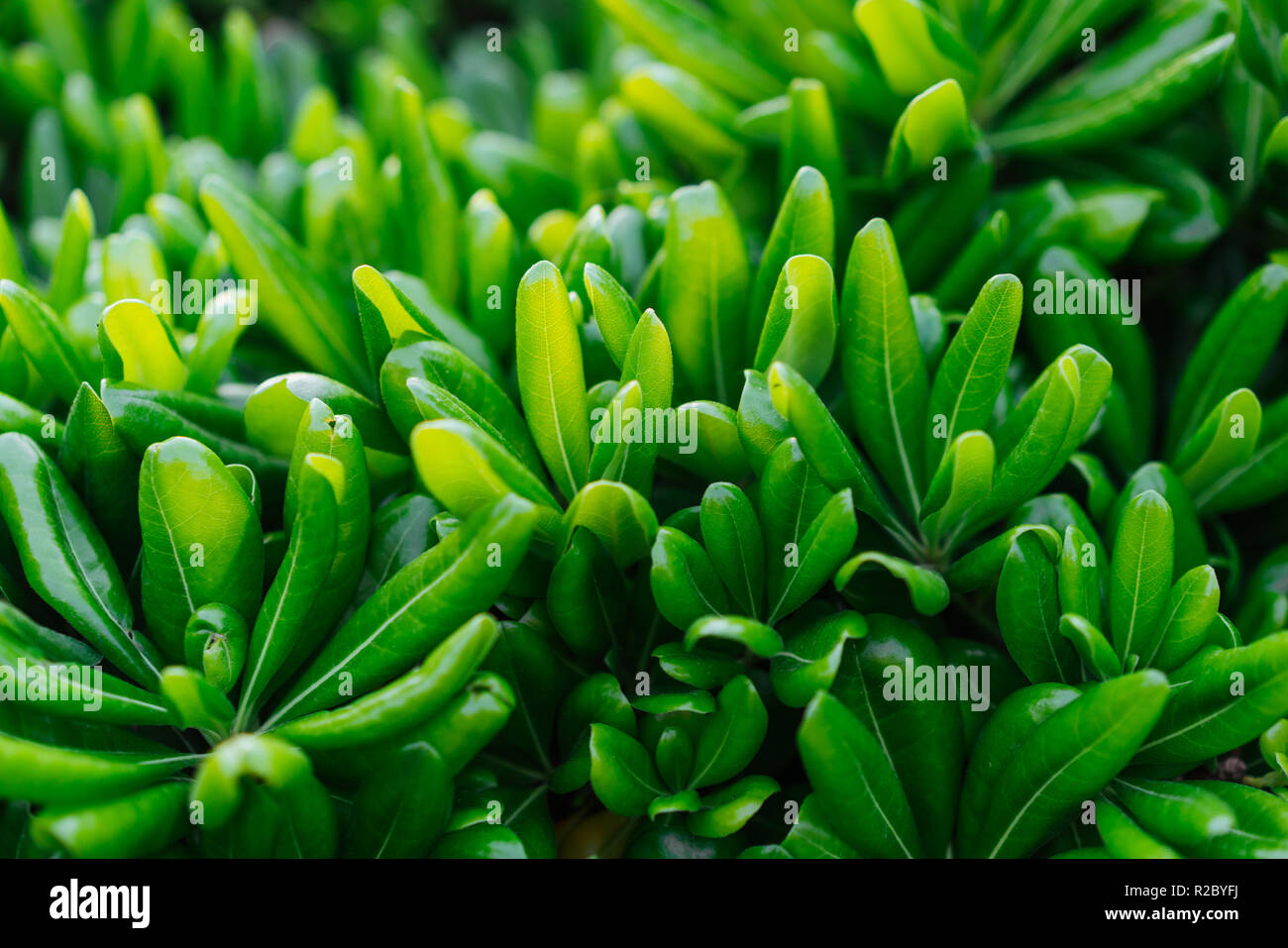 Green decorative plant with long leaves, macro photography Stock Photo ...
