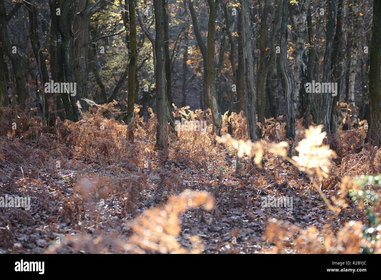 Sunlit autumn forest clearing with trees Stock Photo - Alamy