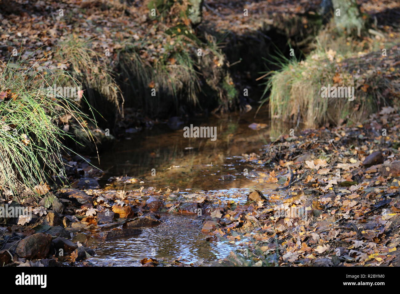 Stream forest flower hi-res stock photography and images - Alamy