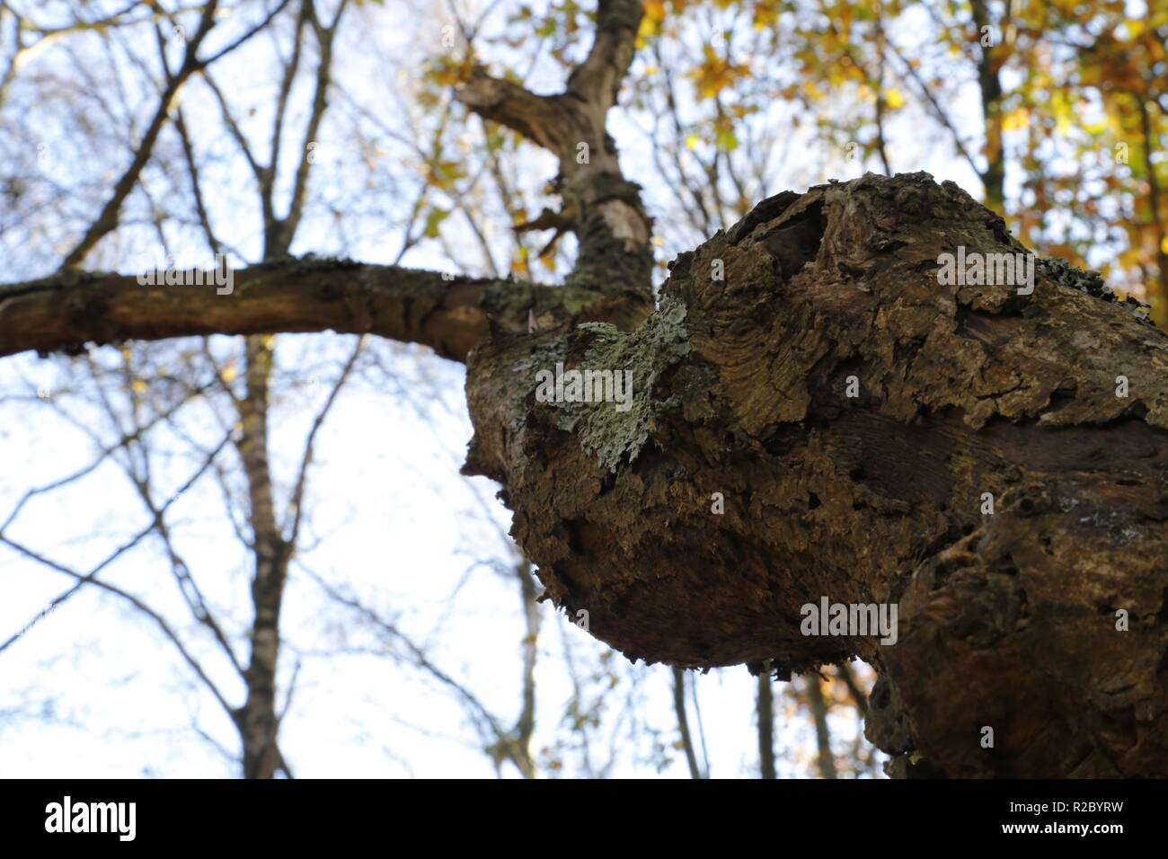 Closeup of rough tree branch Stock Photo - Alamy
