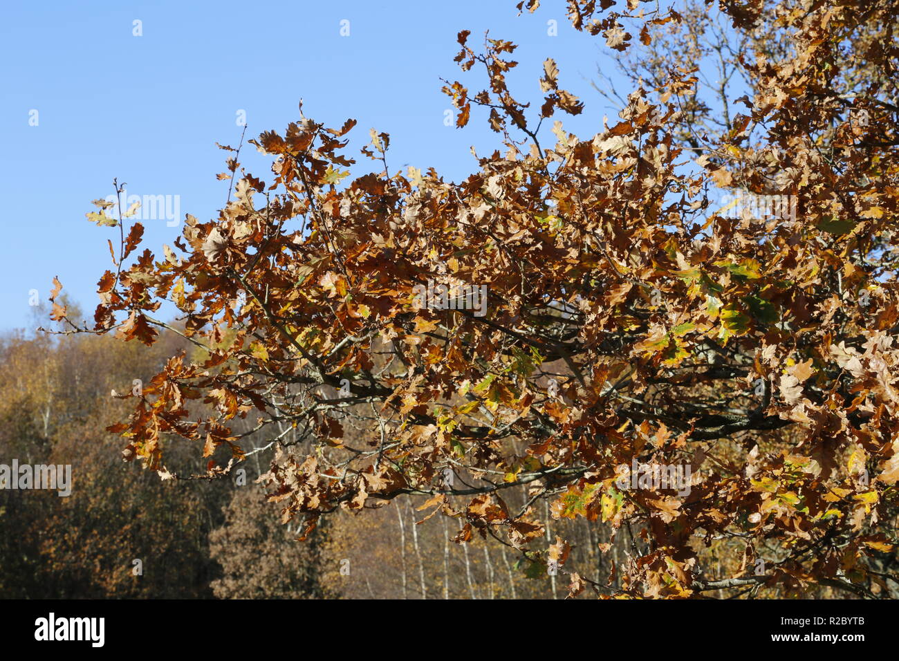 Brown crispy leaves hi-res stock photography and images - Alamy