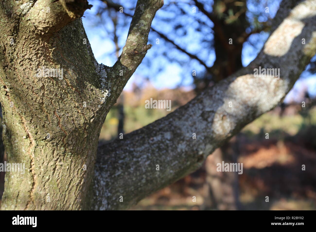 Tree trunk sun hi-res stock photography and images - Alamy