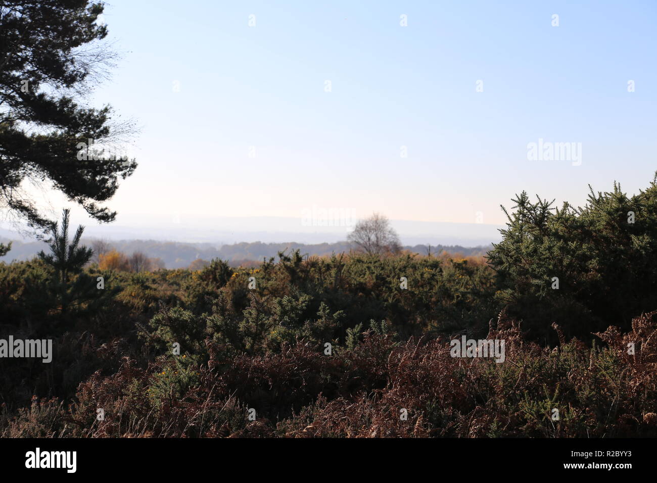 Ashdown forest view hi-res stock photography and images - Alamy