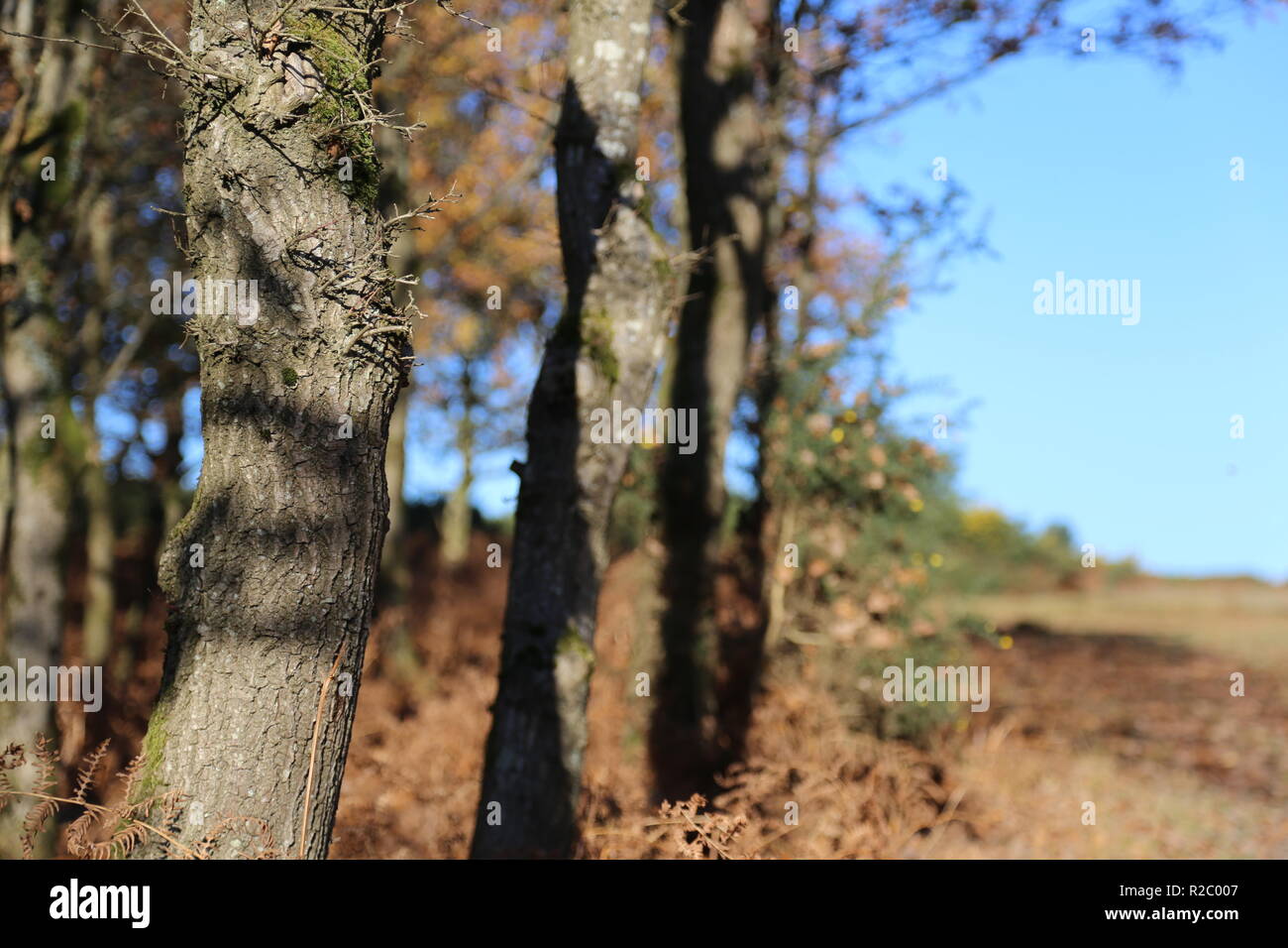 Row of tree hi-res stock photography and images - Alamy