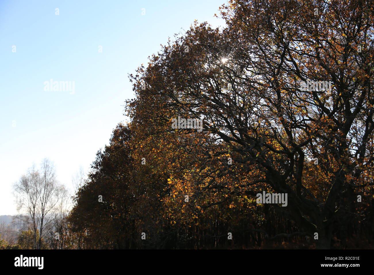 Tall tree branches hi-res stock photography and images - Alamy