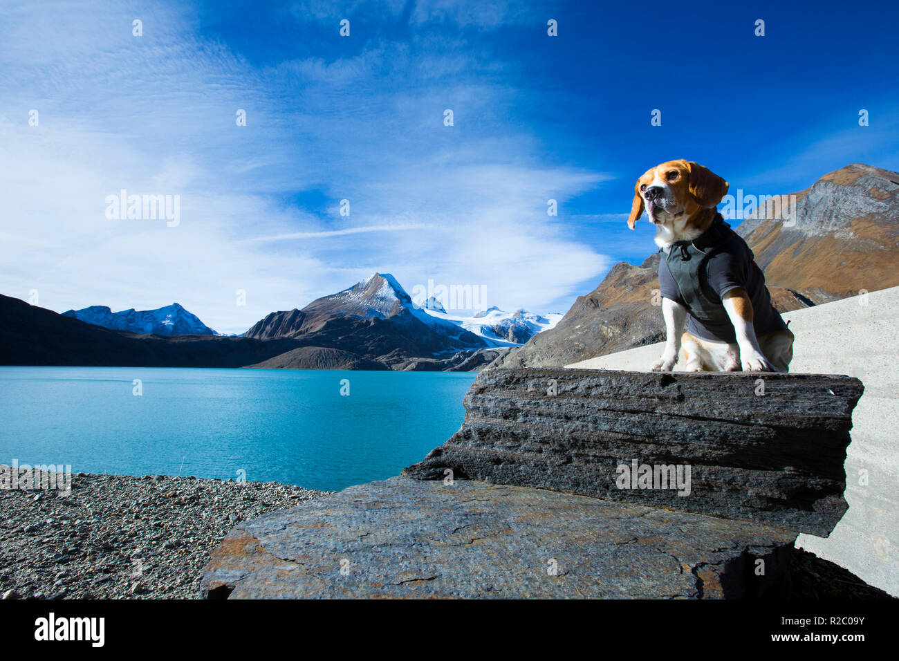 Beagle on a rock Stock Photo - Alamy