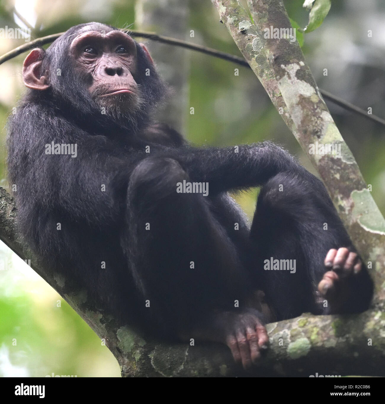 An immature Common chimpanzee (Pan troglodytes) with its pink face and ...