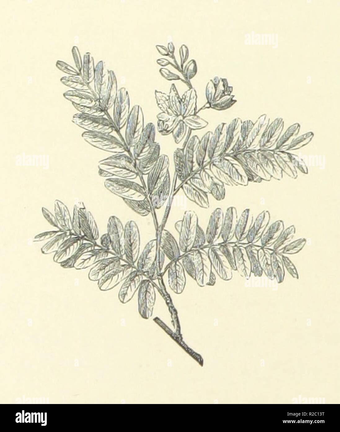 page 56 of 'A Daughter of the Klephts; or, A Girl of Modern Greece, etc ...