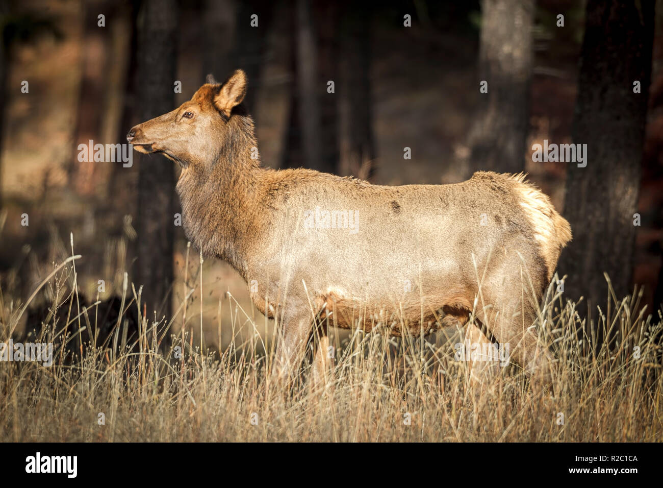 Female elk montana hi-res stock photography and images - Alamy